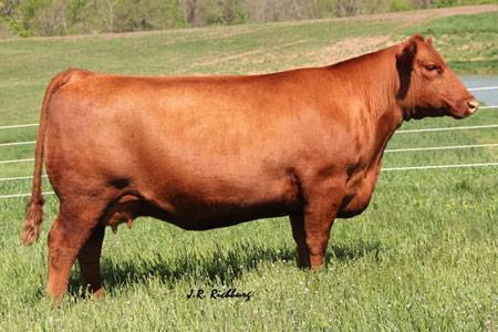 Red Angus - Alchetron, The Free Social Encyclopedia